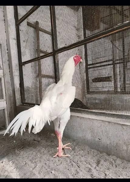 White Shamo King Shamo Top Quality Shamo - Hens - 1086684297