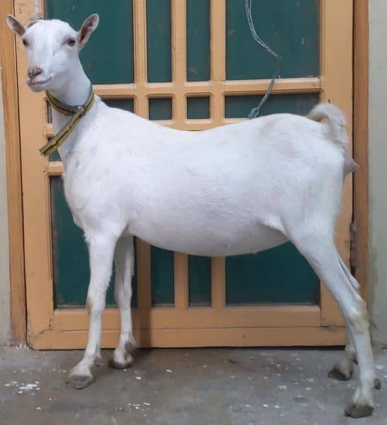 lal chamri female 4 dant 3 month pregnant - Goats - 1086735962
