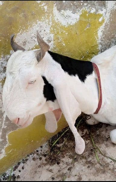 Gulabi ablak white eye female (Gabban) - Goats - 1086810451