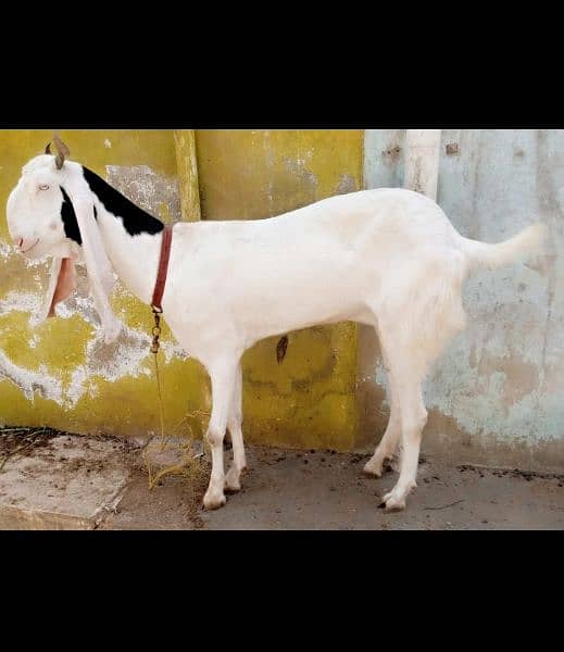 Gulabi ablak white eye female (Gabban) - Goats - 1086810451