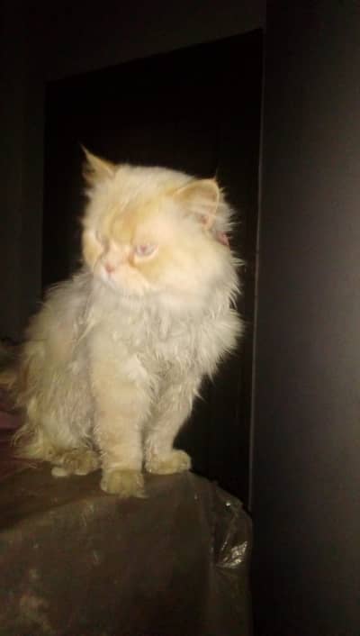 Punched face female cat - Cats - 1086892203