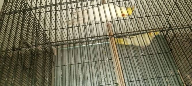 cocktail common white red eyes pair - Other Birds - 1086973057