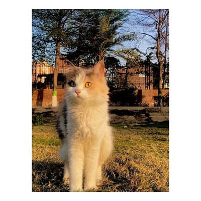 Persian hamalian british punch face piki face cat's and kitten's - Cats ...