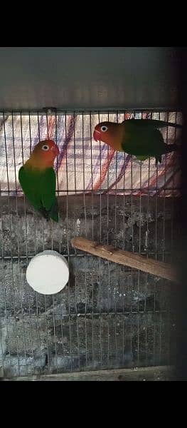 Fisher breedar pair confirm male female - Parrots - 1087008625