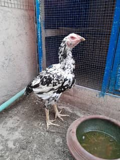 Cheeni Aseel Hen in Pakistan, Free classifieds in Pakistan | OLX Pakistan