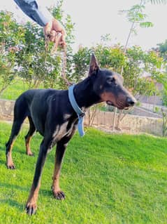 Doberman Dog in Pakistan, Free classifieds in Pakistan | OLX Pakistan