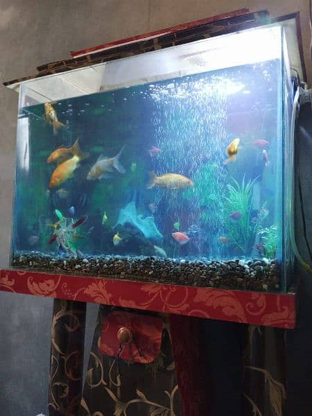 7000 ka without fish fish kai sad 9000 - Other Household Items - 1087178954