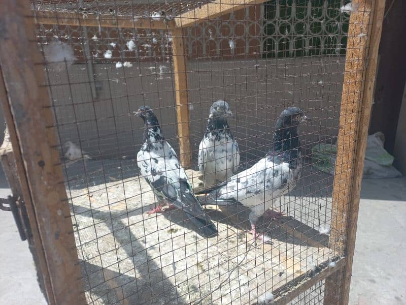 kabutar - Pigeons - 1087180586