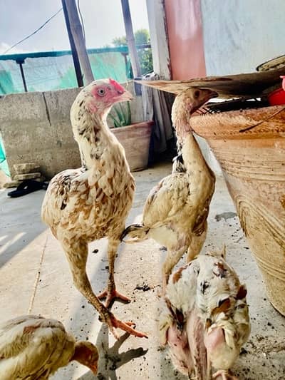 8 High quality pure Aseel pathee with hen - Hens - 1087211909