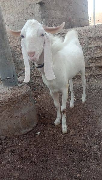 kamori bakra ando - Other Animals - 1087212781