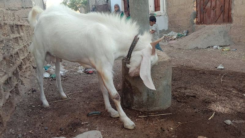 kamori bakra ando - Other Animals - 1087212781