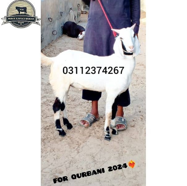 TEEDY & TAPRA FOR QURBANI 2024 - Goats - 1087225418