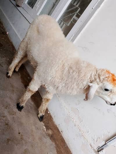 dumba - Sheep - 1087278052