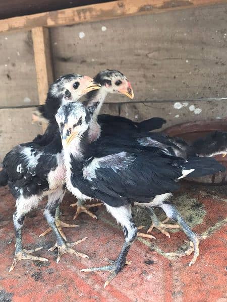 thai aseel chicks age almost 2 months - Hens - 1087335871