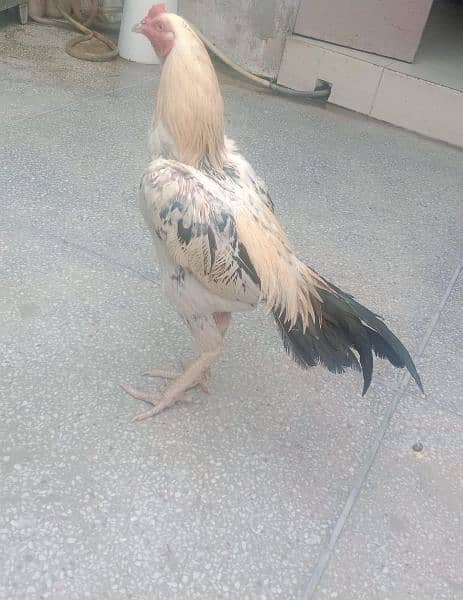 Pure aseel murga for sale - Hens - 1087457886