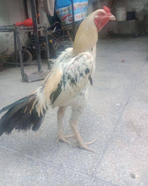 Pure aseel murga for sale - Hens - 1087457886