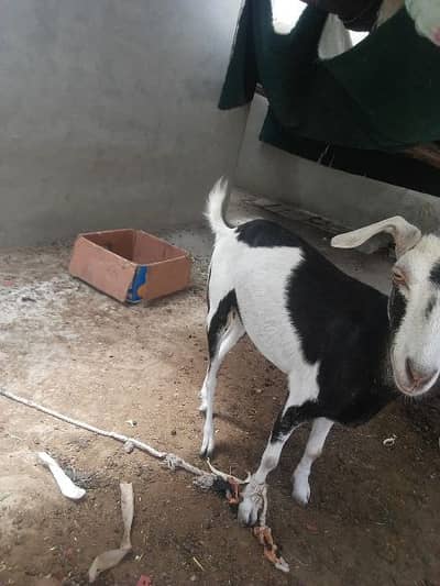 tadi nasal goat for sale - Other Animals - 1087467088