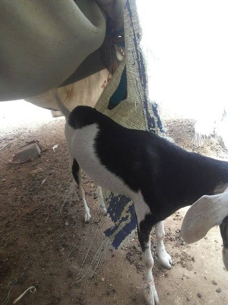 tadi nasal goat for sale - Other Animals - 1087467088