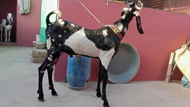 ando & khassi qurbani ka bakra - Other Birds - 1087558413