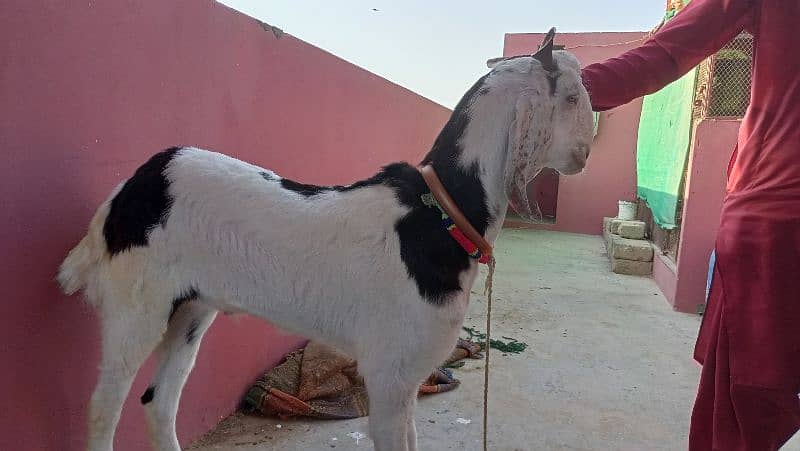 ando & khassi qurbani ka bakra - Other Birds - 1087558413