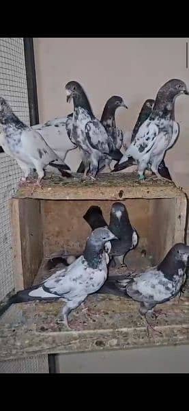 Teddy Pigeon (Healthy Breed) - Pigeons - 1087602586