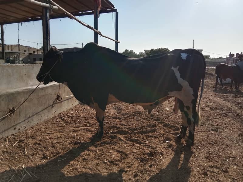 Elite Bull (Indigenous Breeds of Pakistan) - Bulls - 1087707000