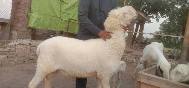Mundra Chatra - Sheep - 1087852792