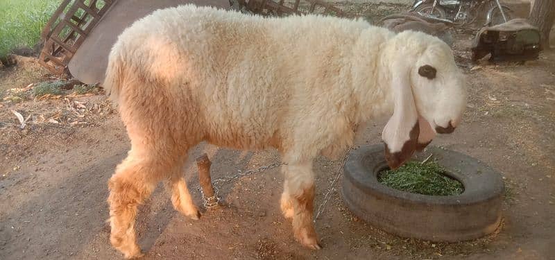 Mundra Chatra - Sheep - 1087852792