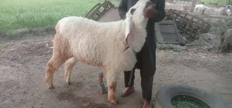 Mundra Chatra - Sheep - 1087852792