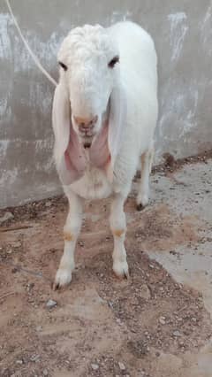 Dumba Sheep in Pakistan, Free classifieds in Pakistan | OLX Pakistan
