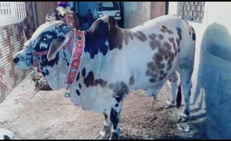 bachra 2 dant |cow|bull|bachiya|Animal - Cows - 1087985282