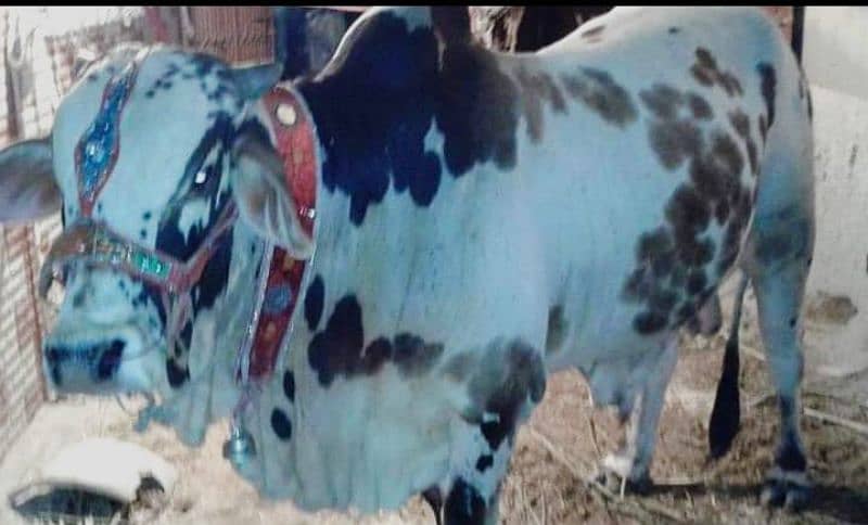 bachra 2 dant |cow|bull|bachiya|Animal - Cows - 1087985282