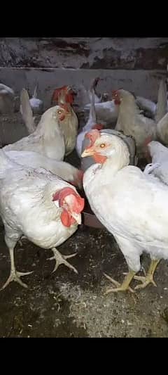 Layer Hens Price in Pakistan | Layer Hens for Sale in Pakistan