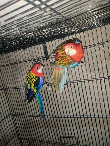 Rosella breeder pair, Rozila male female rosela rosila rozeela ...