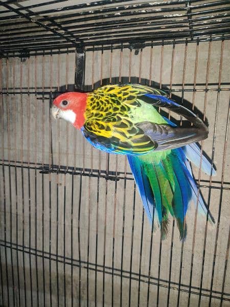 Rosella breeder pair, Rozila male female rosela rosila rozeela ...