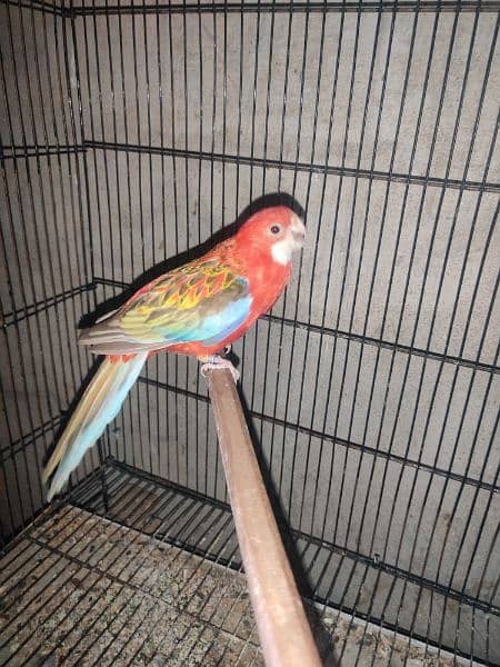Rosella breeder pair, Rozila male female rosela rosila rozeela ...