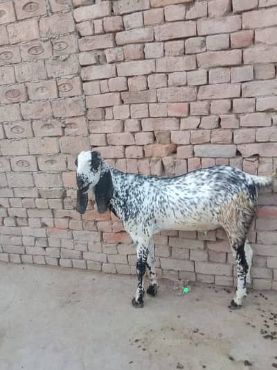qurbani ka Barka - Other Animals - 1088213352