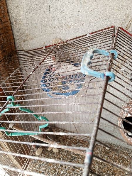 love bird. . java dove - Parrots - 1088226479