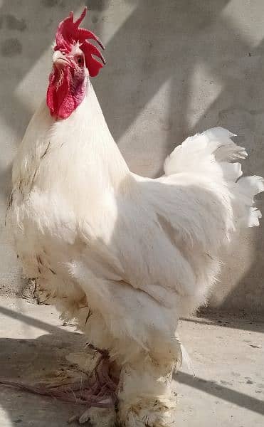 Desi murgha & white buff - Hens - 1048058535