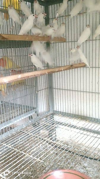 jawa red eys Available - Parrots - 1088266128