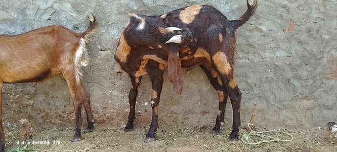 Shera Bakra - Goats - 1088273809