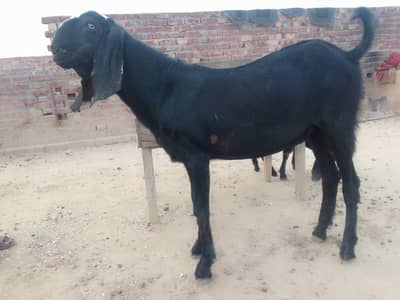 Qurbani k ly khubsorat bakra, Lahore - Goats - 1088425693