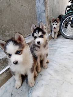 Husky Puppies Price in Pakistan | Husky Puppies for Sale in Pakistan