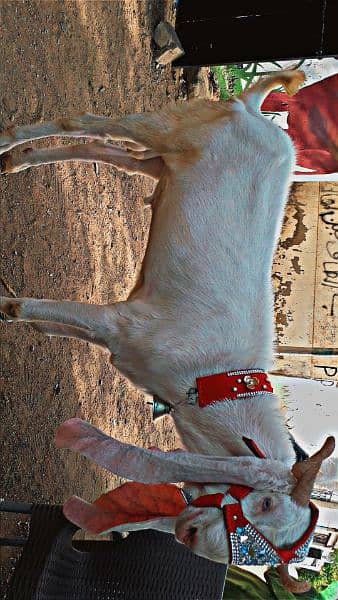 Gulabi bakra ando for sale - Goats - 1088501300