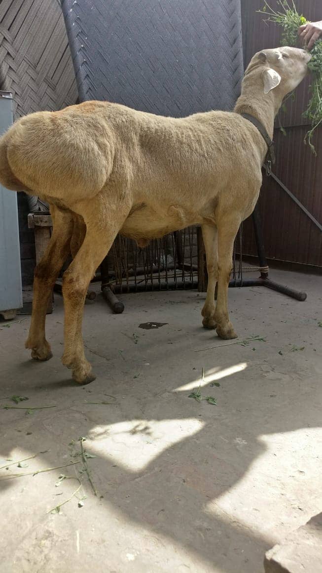 Dumba - Goats - 1086587757