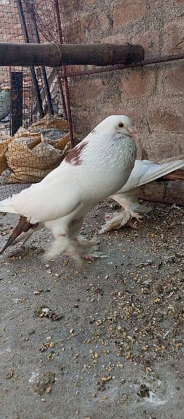 gubary pair - Pigeons - 1088806211