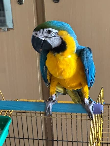 Blue and gold maccow | 03322655906 - Parrots - 1082583624
