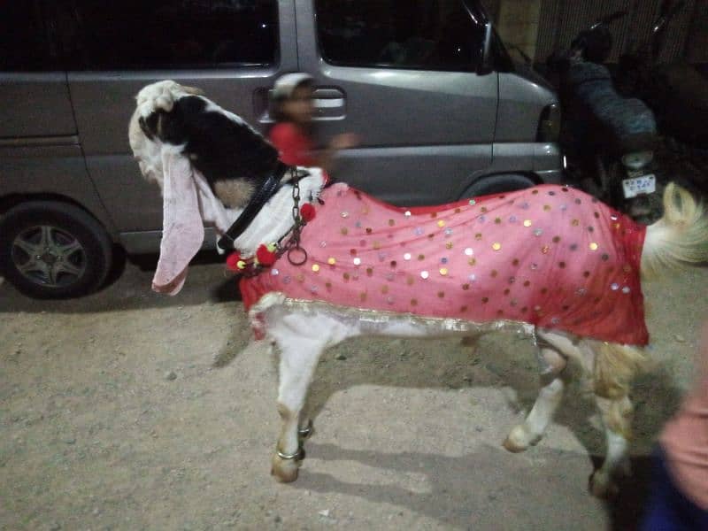 from qurbani perpos - Other Home Appliances - 1088932950