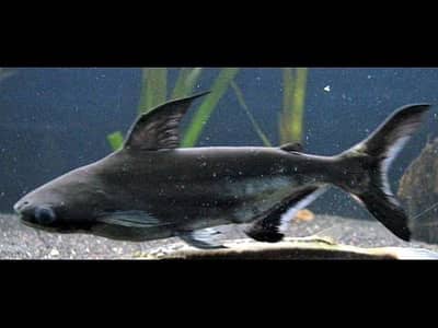 Blue line shark - Fish - 1088934883