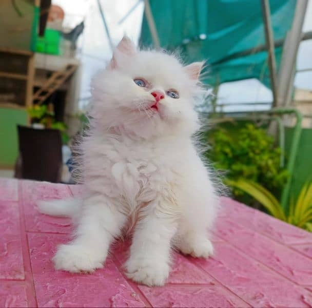 Punch Face Persian Kitten - Cats - 1088970349